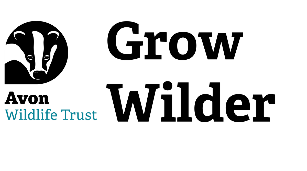 Wildflower Nursery | Grow Wilder